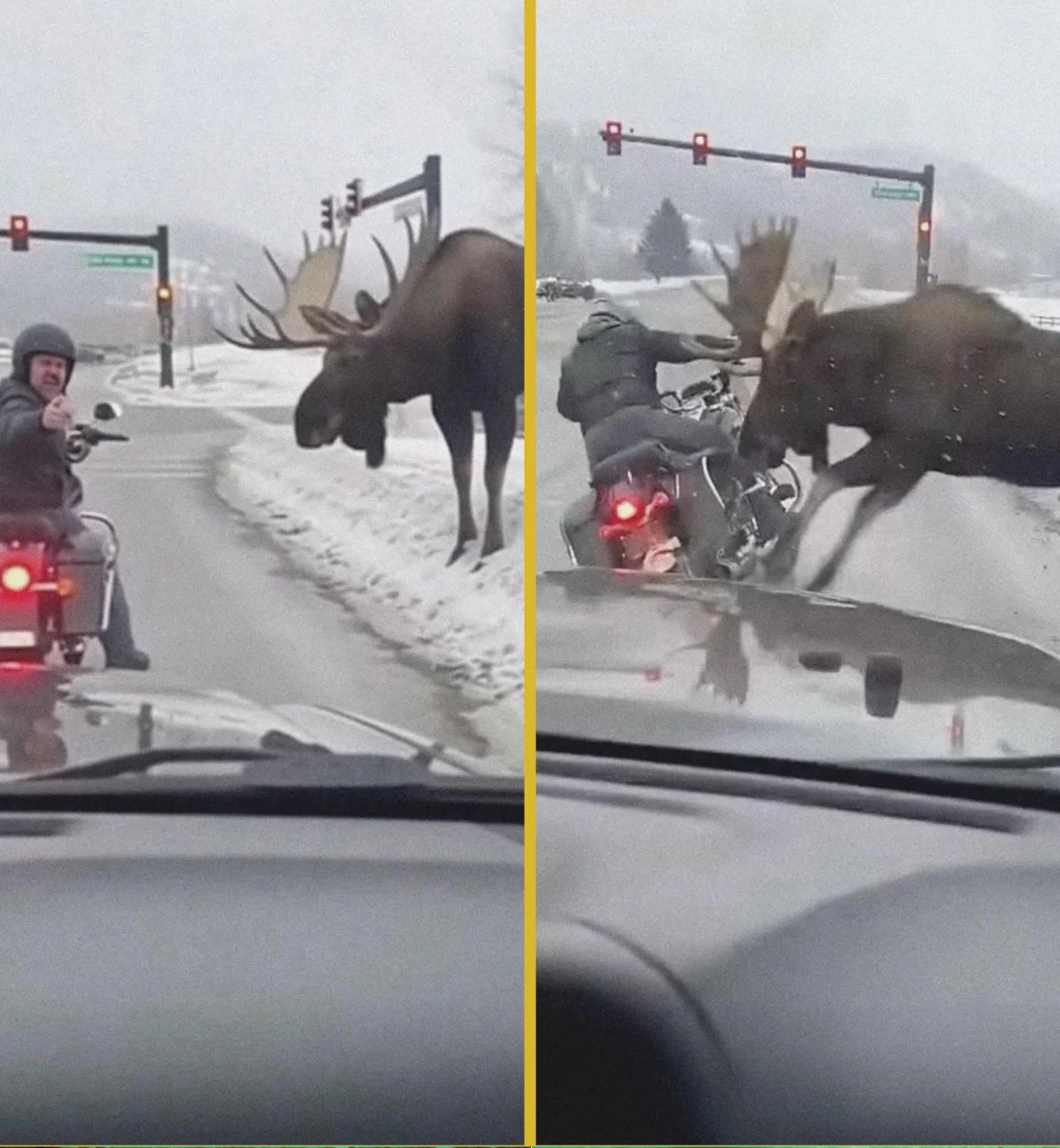 Sudden "Resolution" of Road Rage with Claws: The GIANT Beast Abruptly ...
