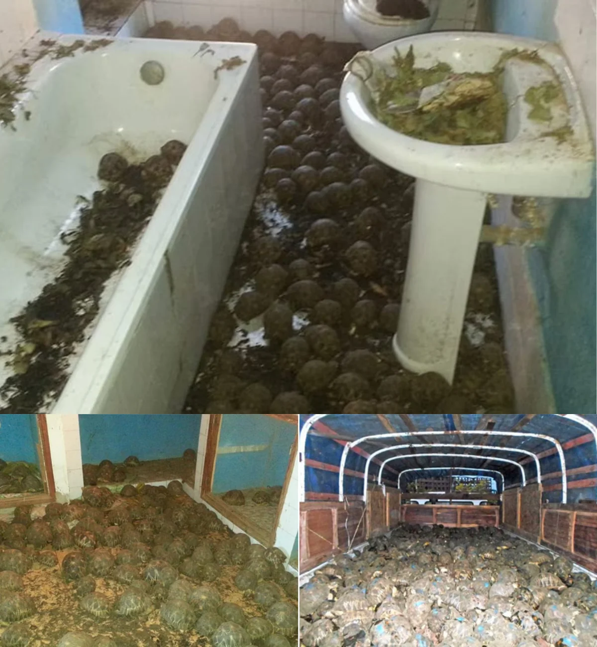 "ROTTING CORPSE" STENCH Reeks From Mysterious House, The Truth Inside ...