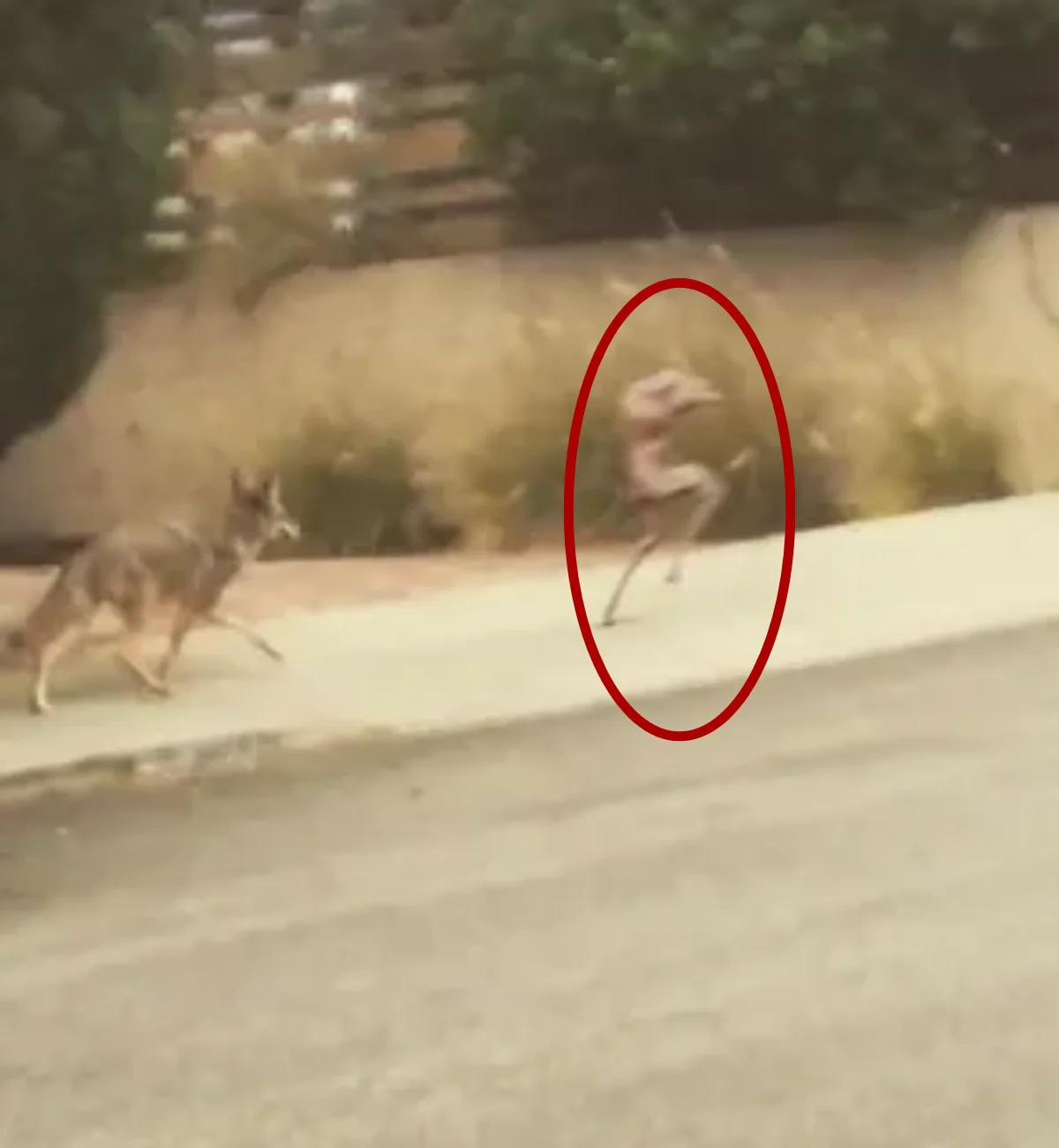 THE MYSTERY THAT HAS EVERYONE "BAFFLED": The High-Speed Chase Between a ...