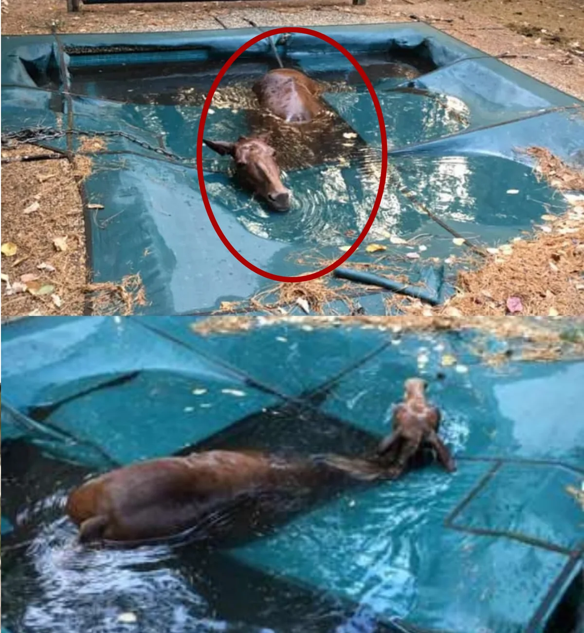 "Trembling and Hiding": Abandoned Horse Discovered Cowering in Swimming ...