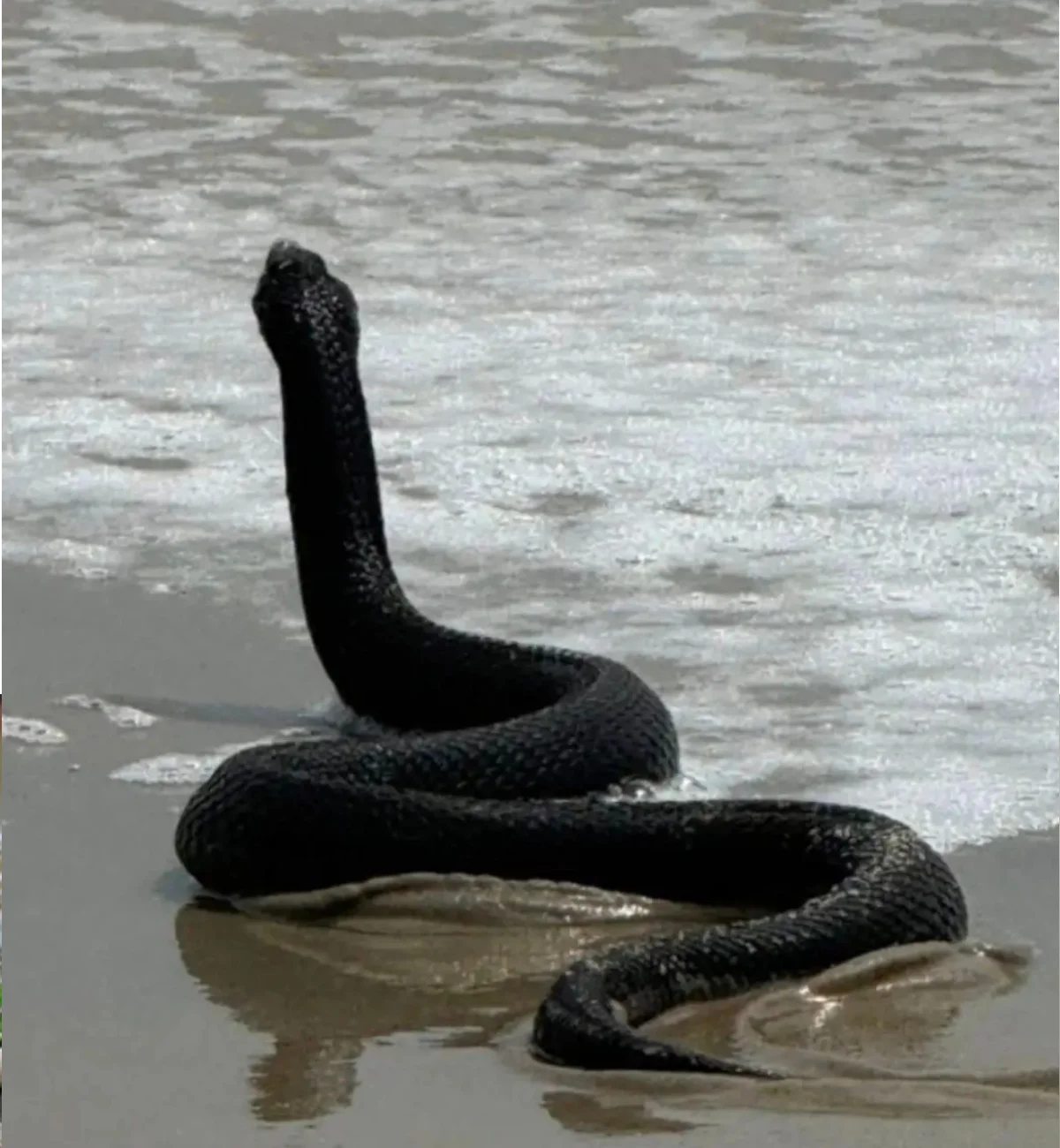 The moment the 'STICK' on the sand suddenly FLIPPED OVER: What the ...