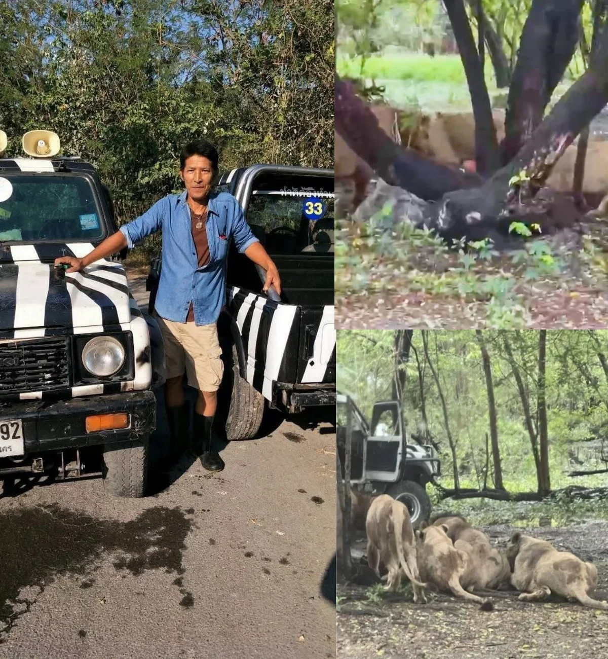 Tragedy in the Lion's Den: Inside the FIRST Keeper Fatality in 40 Years ...