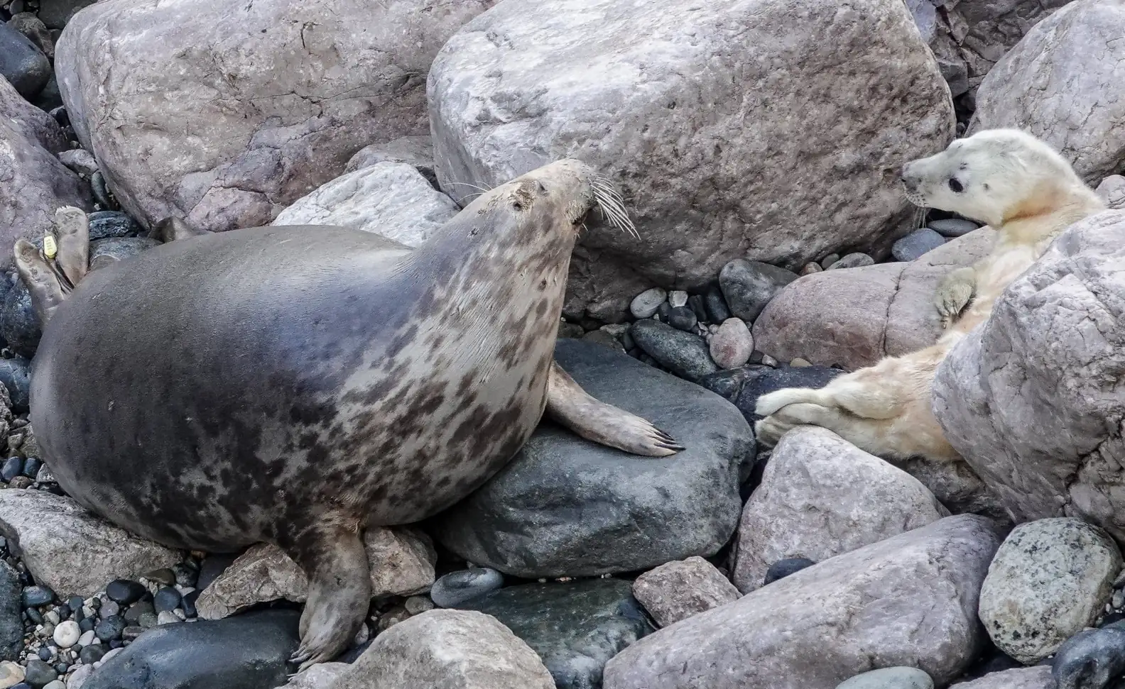 Ocean Secret Revealed: Rescued Seal Finds Its Way Back After 5 Years ...