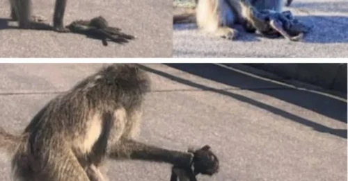 Scotland’s Most DISTURBING 72-Hour Execution: The GRUELLING End of Earl ...