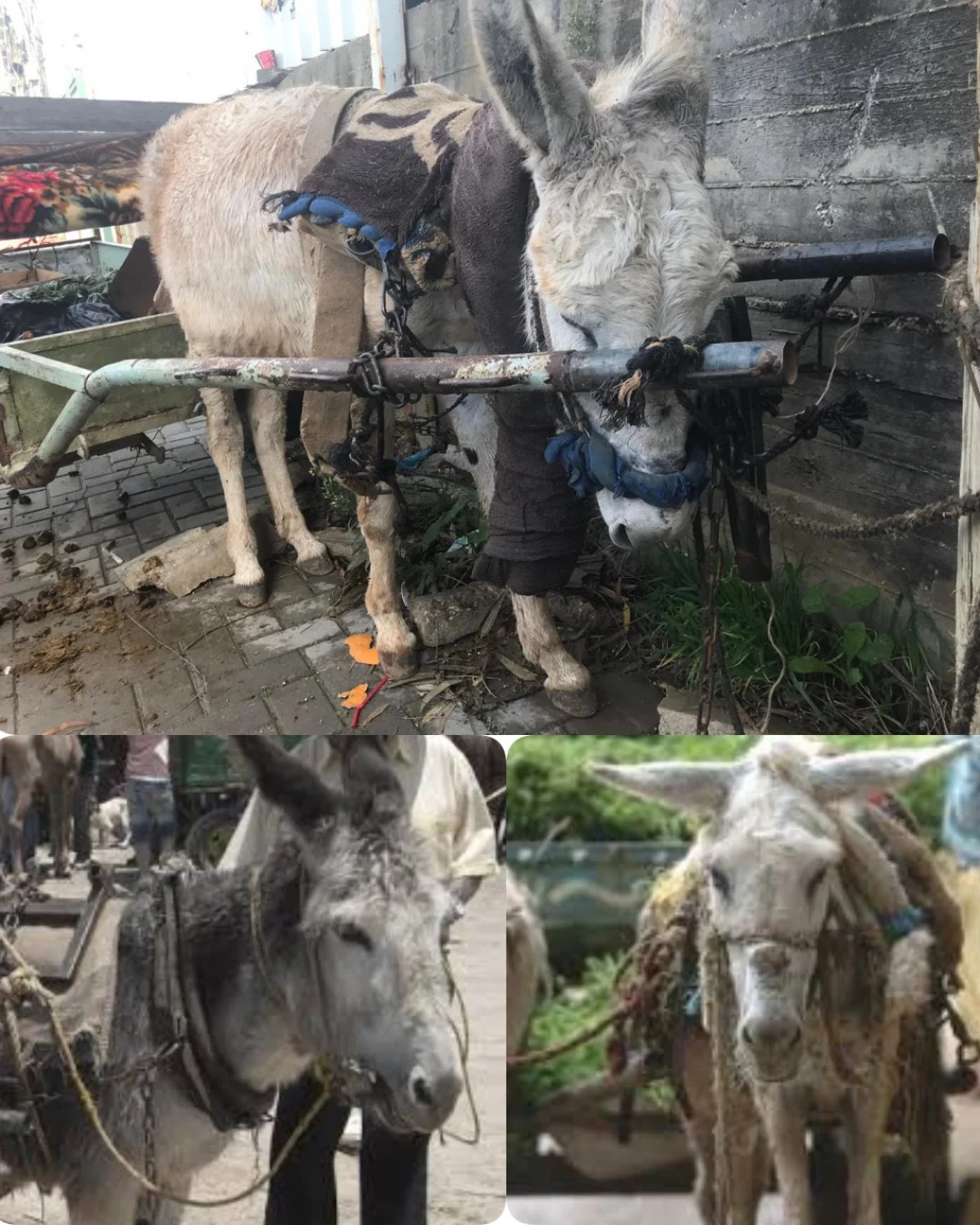 MORE THAN A BURDEN: The "HEARTBREAKING" Secret Behind Working Donkeys ...