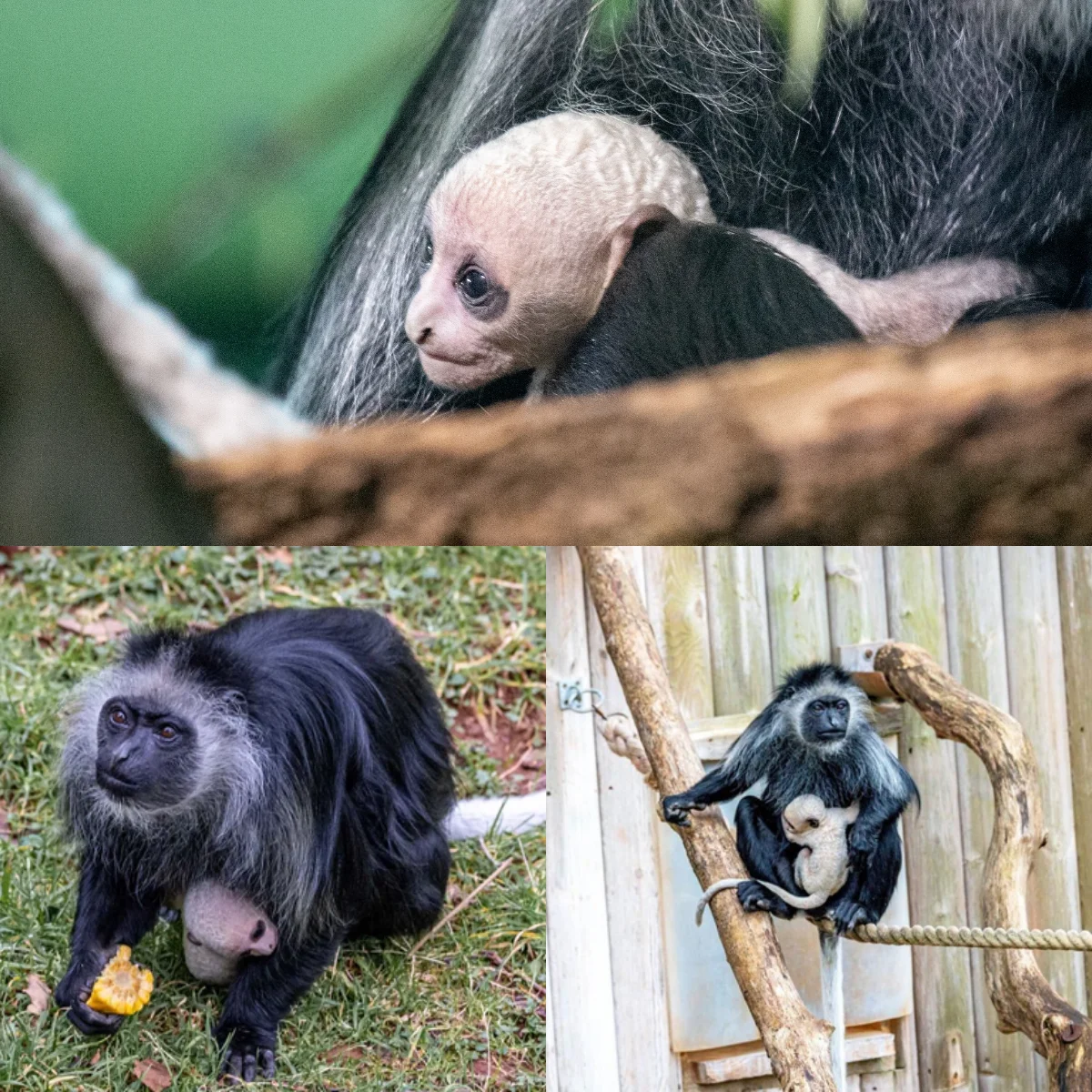 MONKEY BUSINESS! Rare white monkey born from endangered King colobus ...
