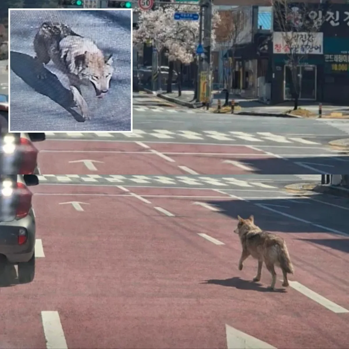 WOLF OUT THE DOOR! Wolf ESCAPES zoo after digging tunnel in Great ...