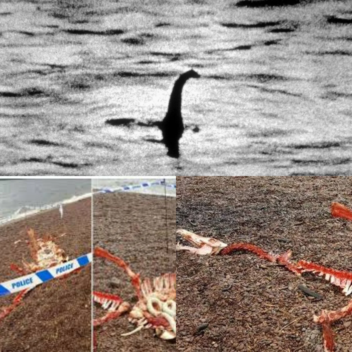 HAS NESSIE BEEN WASHED UP? Grisly ‘skeletal remains of the monster ...