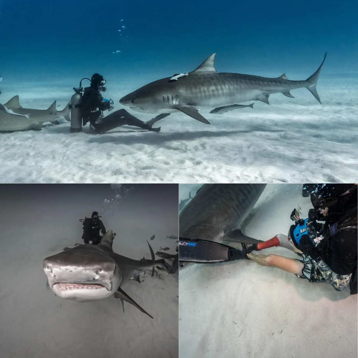SHOCKING UNDERWATER DRAMA: Man Who Lost His Leg in a Tiger Shark Attack ...