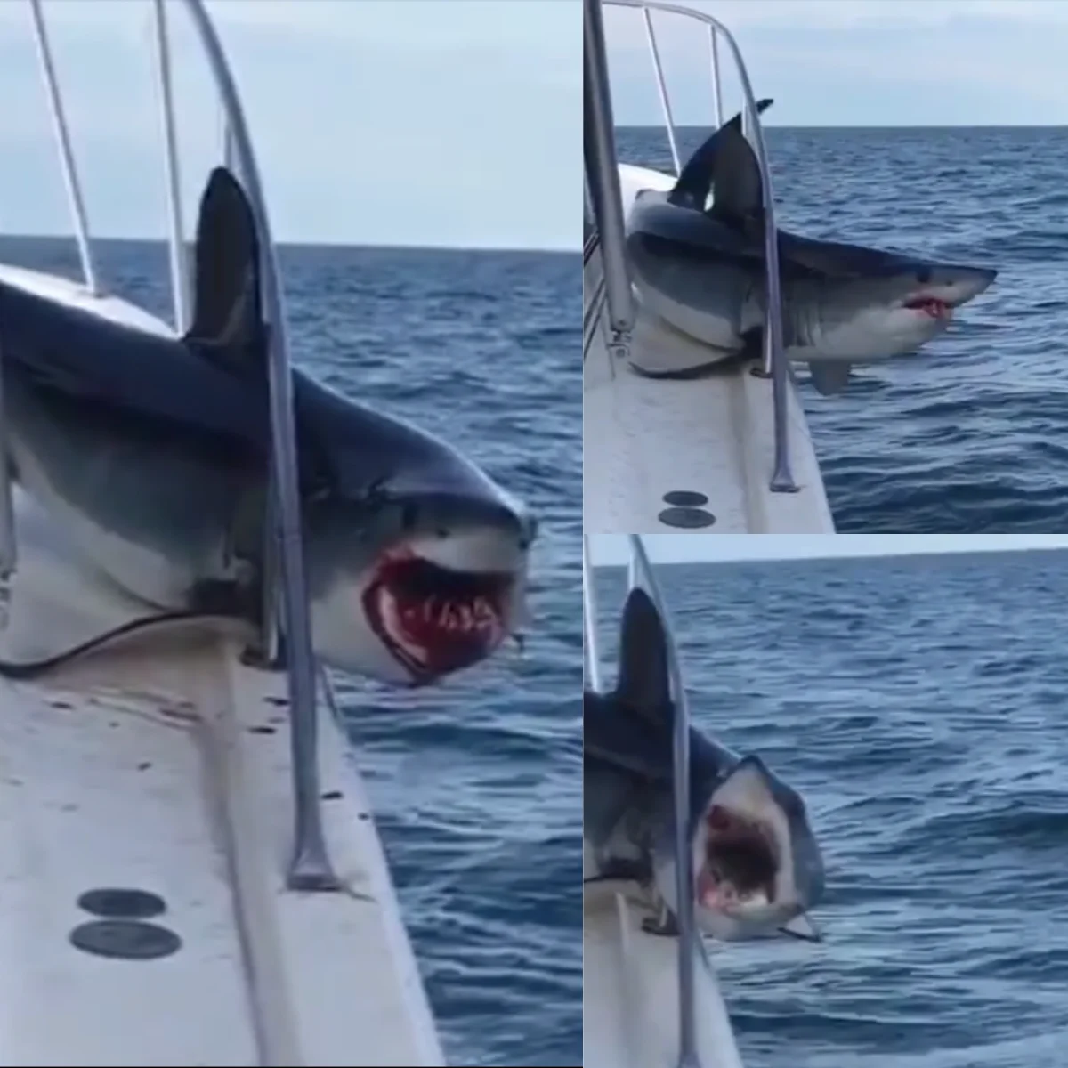SNAP TO IT! Bloodied Giant Shark Gets Trapped on Fishing Boat After ...